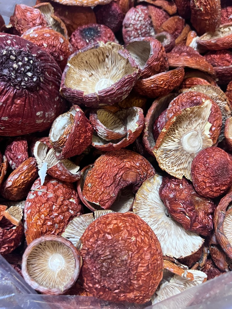 Awakening Roots ⋆ Premium: Buy Amanita Muscaria USA - Mushroom Open ...