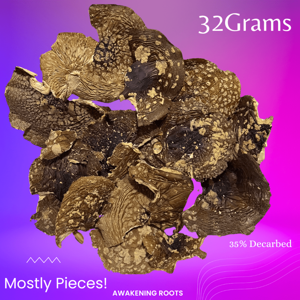 Premium: Amanita Regalis Open Hats & Pieces- 35 grams ⋆ Awakening Roots